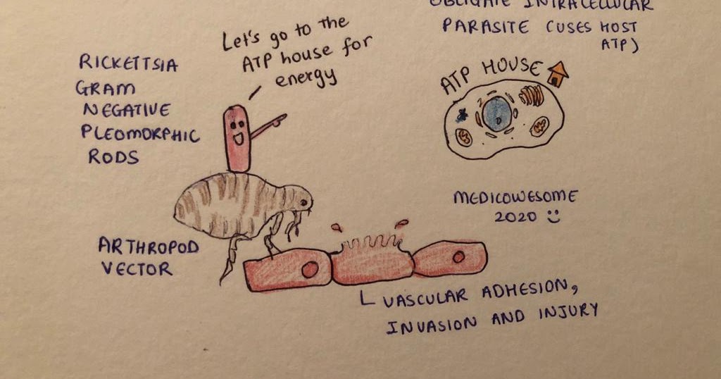 Medicowesome: Rickettsia mnemonic