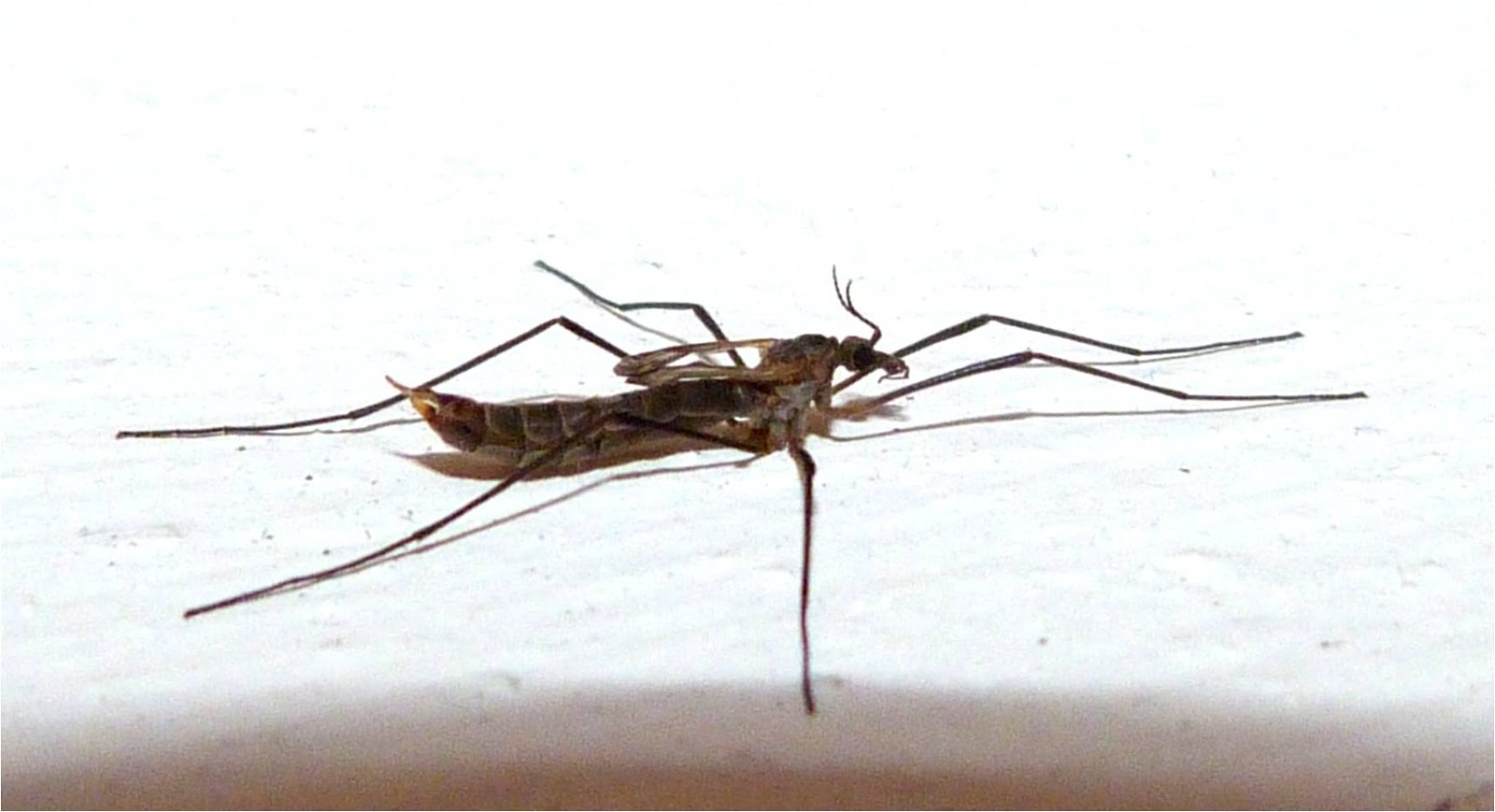 Insects of Scotland: Craneflies