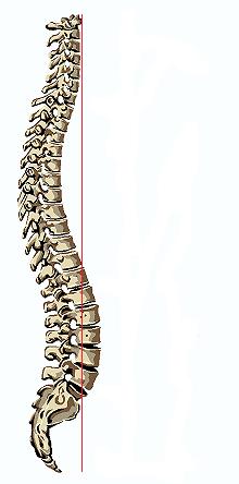La columna vertebral: Un amortiguador casi perfecto | Noticias de ...