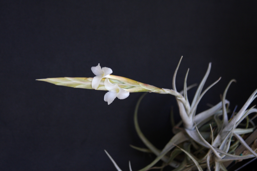 Tillandsia xiphioides care and culture | Travaldo's blog