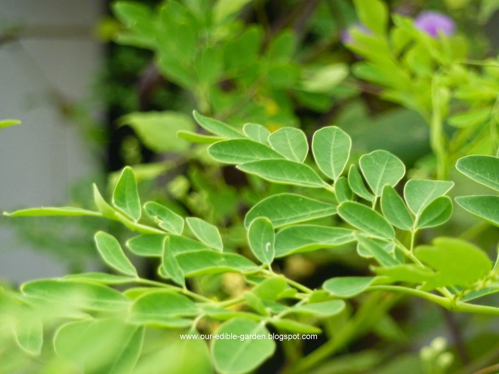 Our Edible Garden: Murungakai - Treetales#1