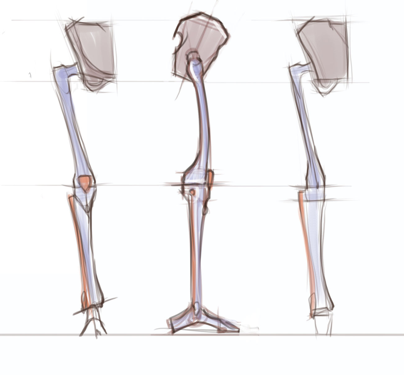 figuredrawing.info news: Leg anatomy - process figuredrawing.info news: Leg anatomy - process