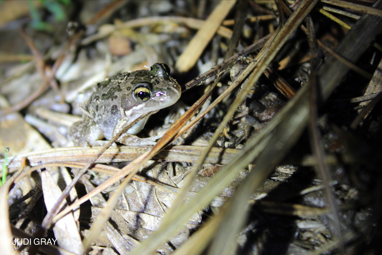 It has finally rained! Frogs are out