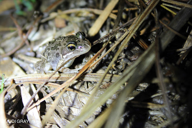 It has finally rained! Frogs are out