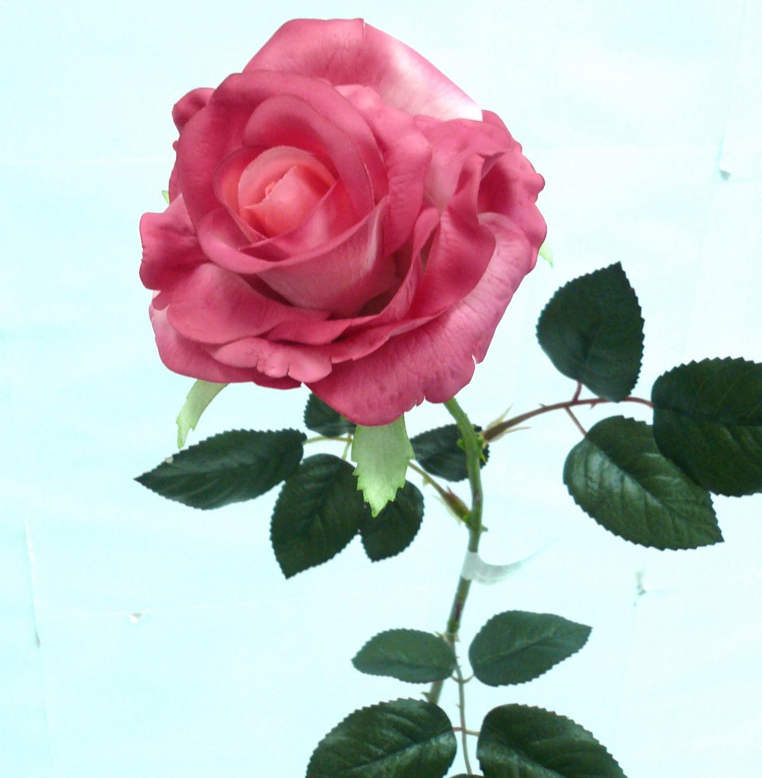Beautifull Flowers 2011 Pink Rose With Stem Beautifull Flowers 2011 Pink Rose With Stem