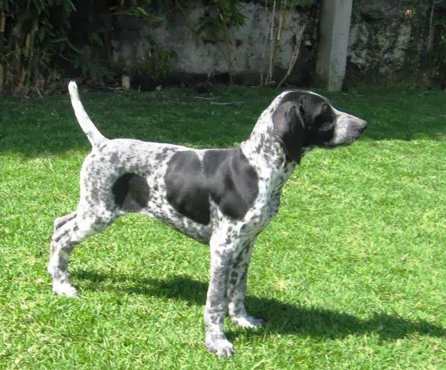 PERROS DE RAZA: POINTER ALEMÁN DE PELO CORTO