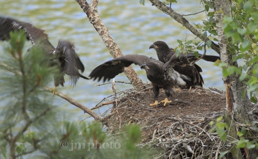 Jana Malinek Photography: BALD EAGLES of Columbia Basin - Season I