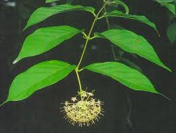 Infojelita: Khasiat Gambir Sarawak