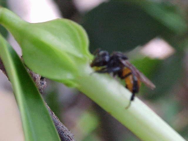 Abejas Yucatán UADY / Bees Yucatan UADY: junio 2015 Abejas Yucatán UADY / Bees Yucatan UADY: junio 2015