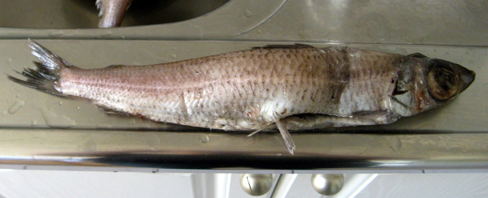 Nigerian Dishes: NIGERIAN DISHES: COMMON TYPES OF DELICIOUS FISHES IN ...