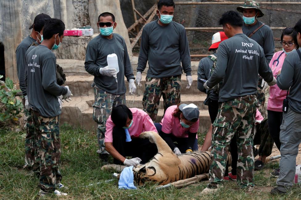 A sedated tiger is stretchered as officials start moving tigers from ...