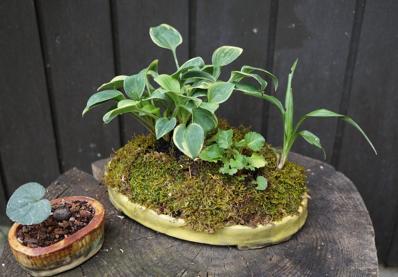 Whatsitgarden: A first Kusamono