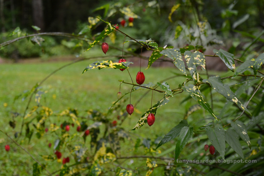 MySecretGarden: Visiting Shayne Chandler's Garden