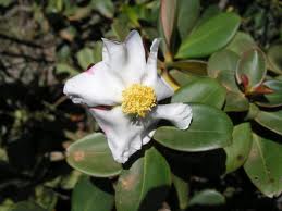 Diccionario de Epónimos: Bonnetia