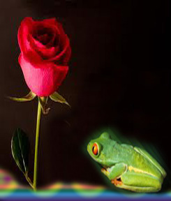 PASTORAL DOMINICAS: La rosa y el sapo