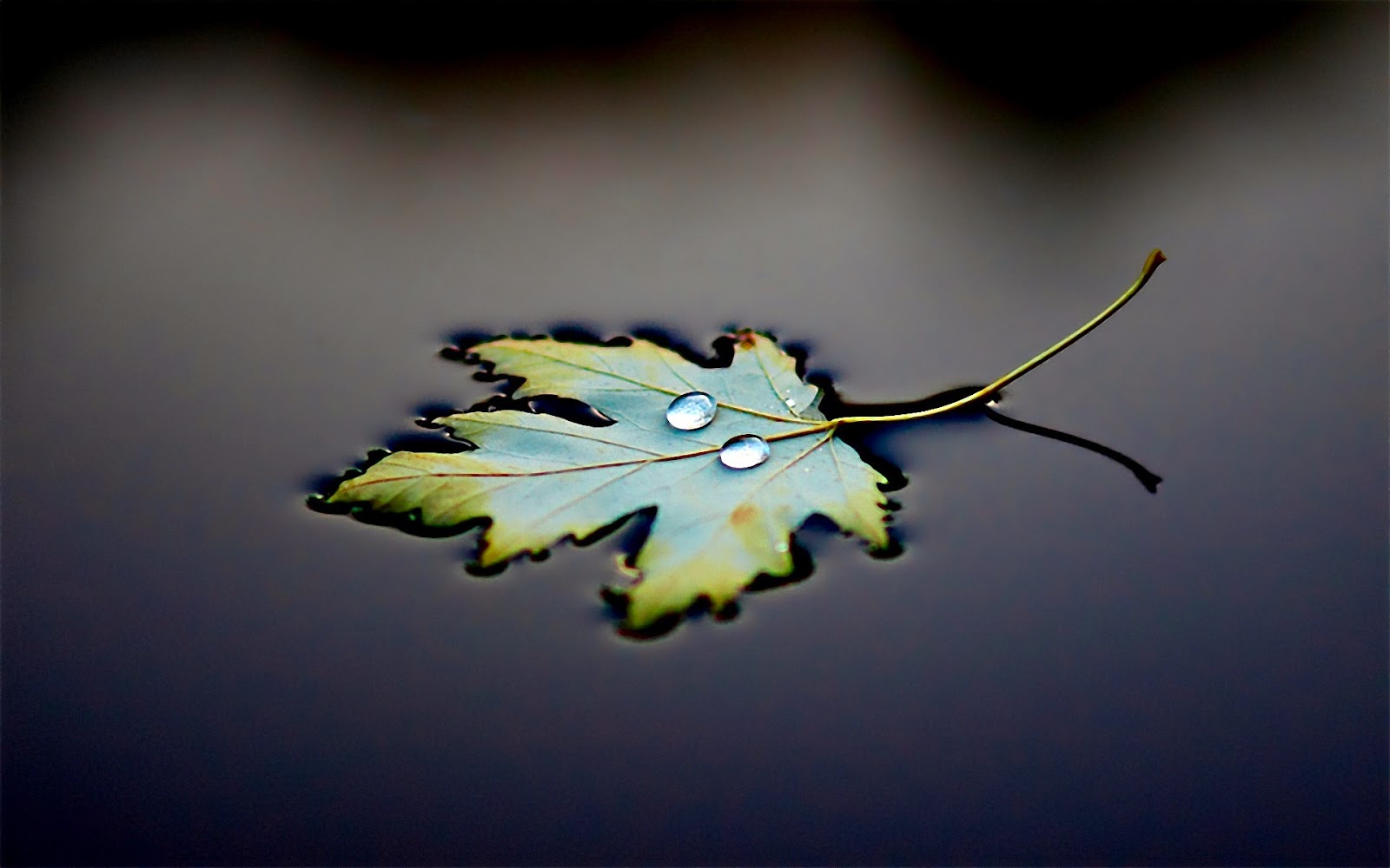 Photojournalism: PhotoJ - Rules of Photography - Update - Composition ...