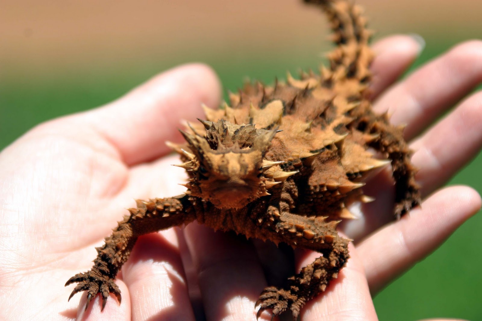 Thorny Devil - Stock Image