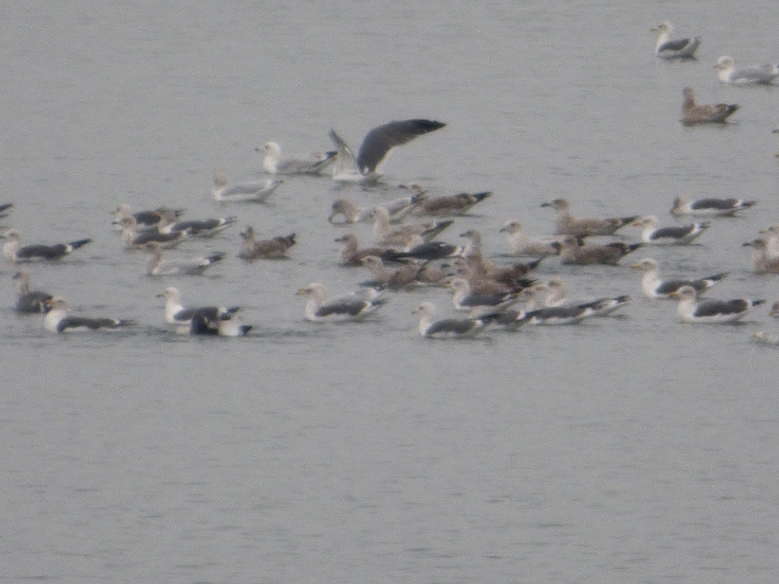 Valley Naturalist: Late afternoon at a gull roost