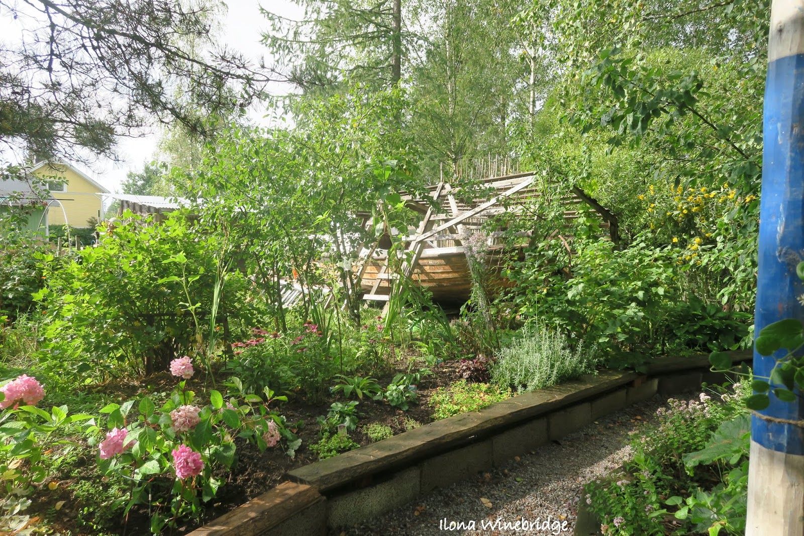 Värjärin pata: Marjapensaat väistyivät Aumapenkistä