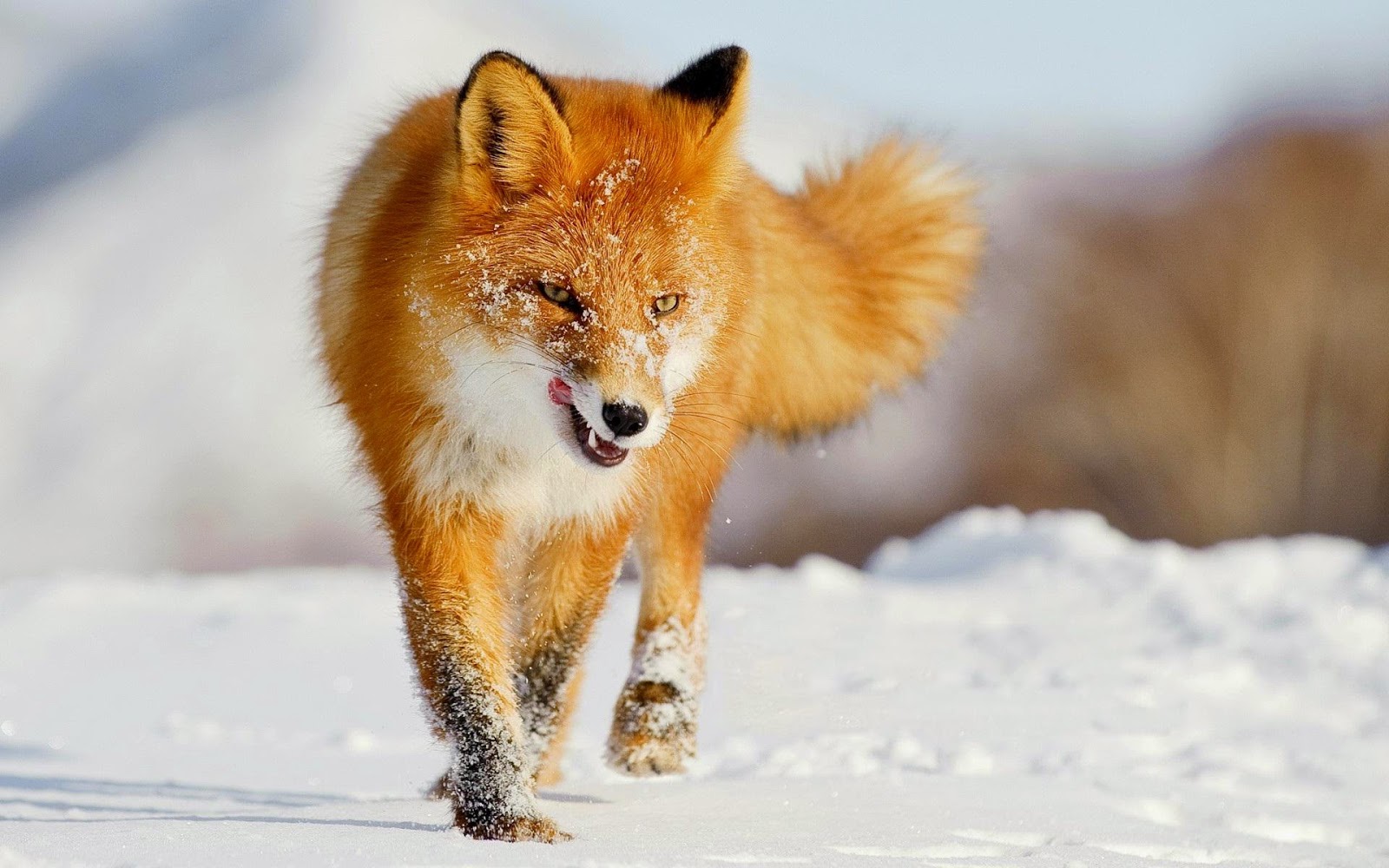 Fox - HD Wallpapers | Earth Blog