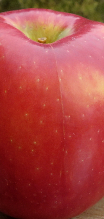 Cosmic Crisp * - Adam's Apples