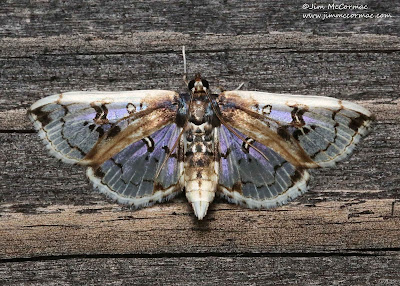 Two cool and unusual moths - Animal Planets