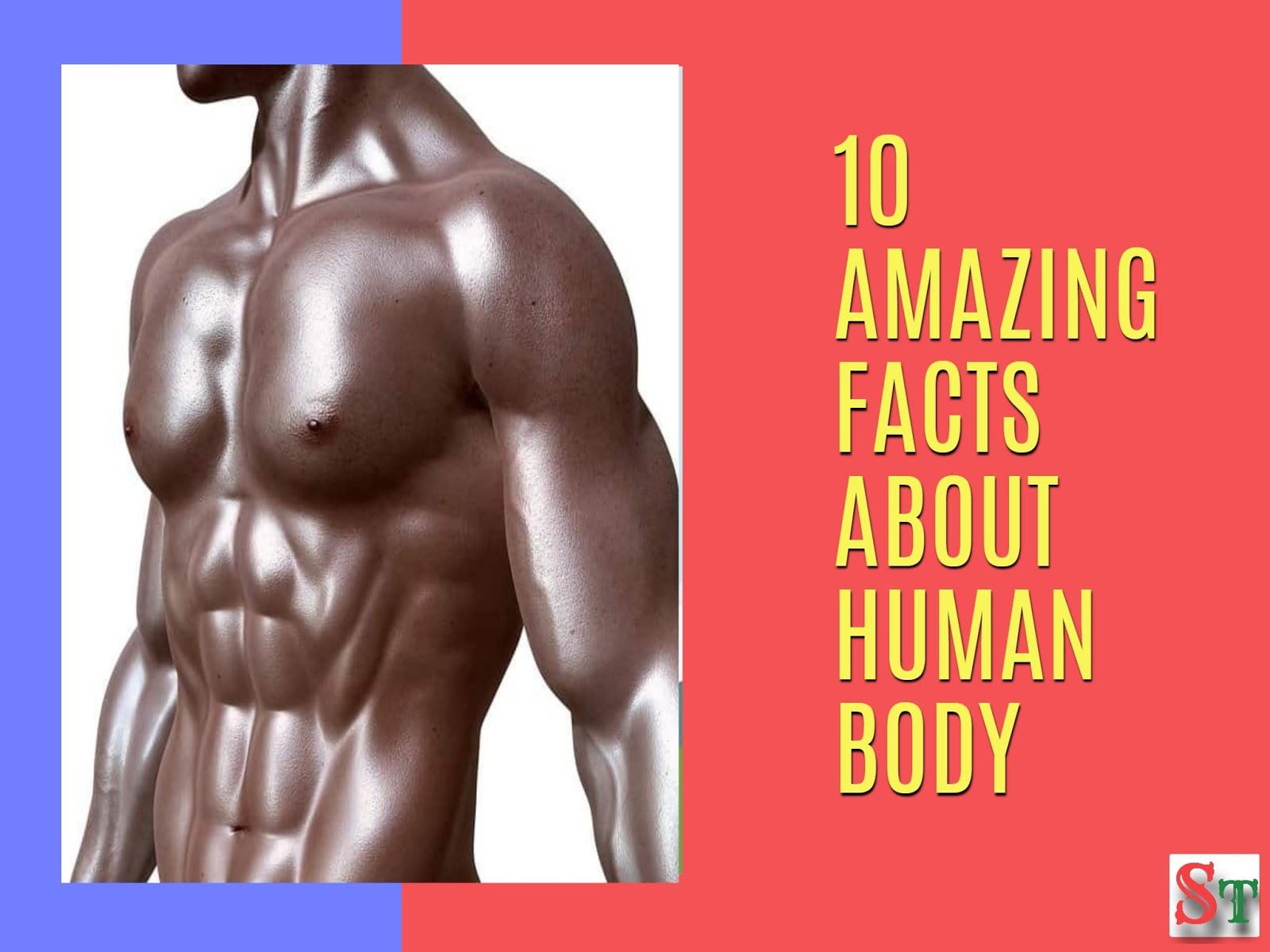 10 Amazing Facts About Human Body 10 10 Amazing Facts About Human Body 10