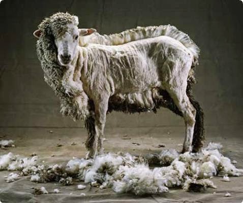 Maltrato Animal: Lana de oveja