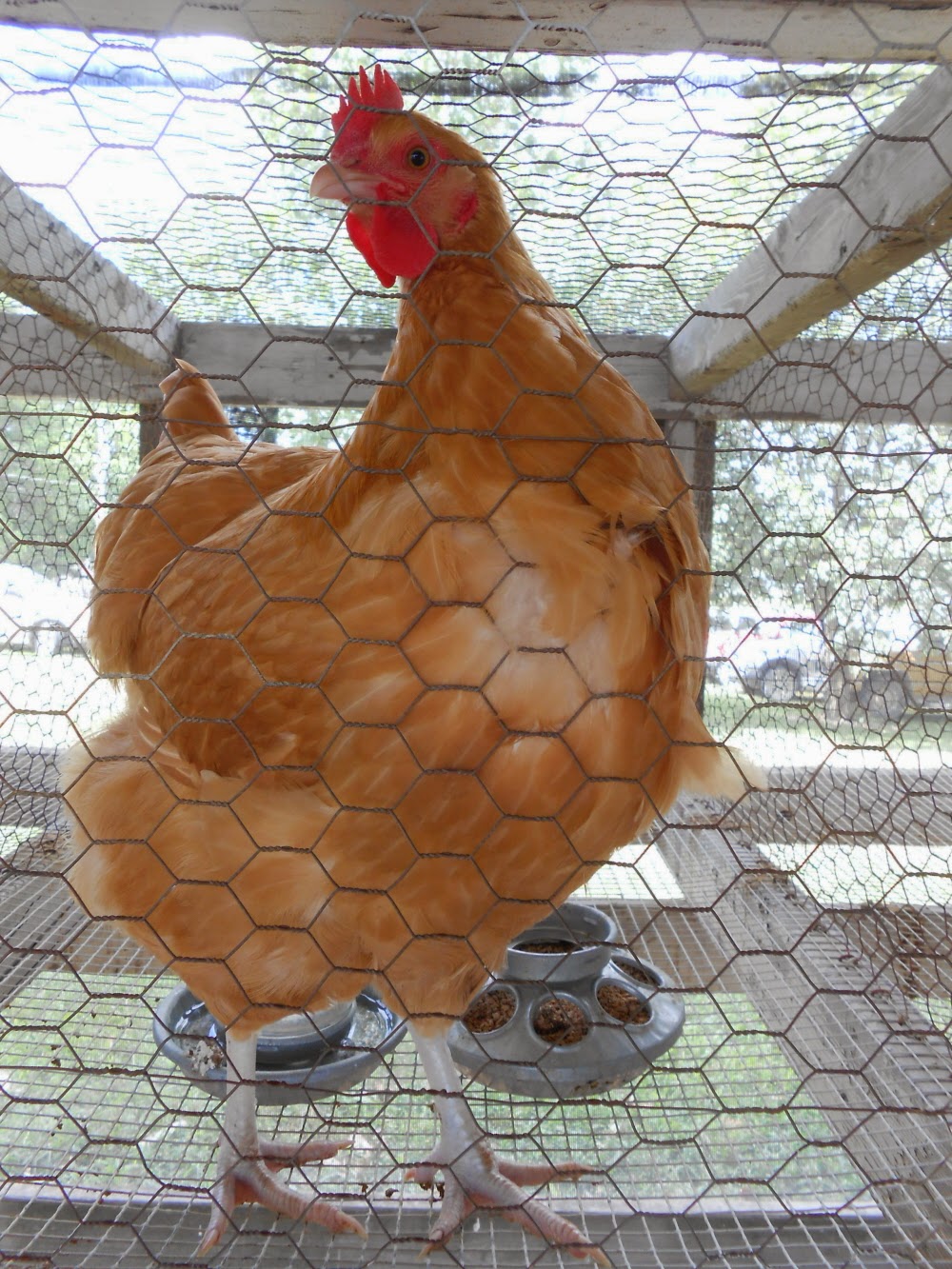 The Lucas Countyan: Perfection of Roast Fowl