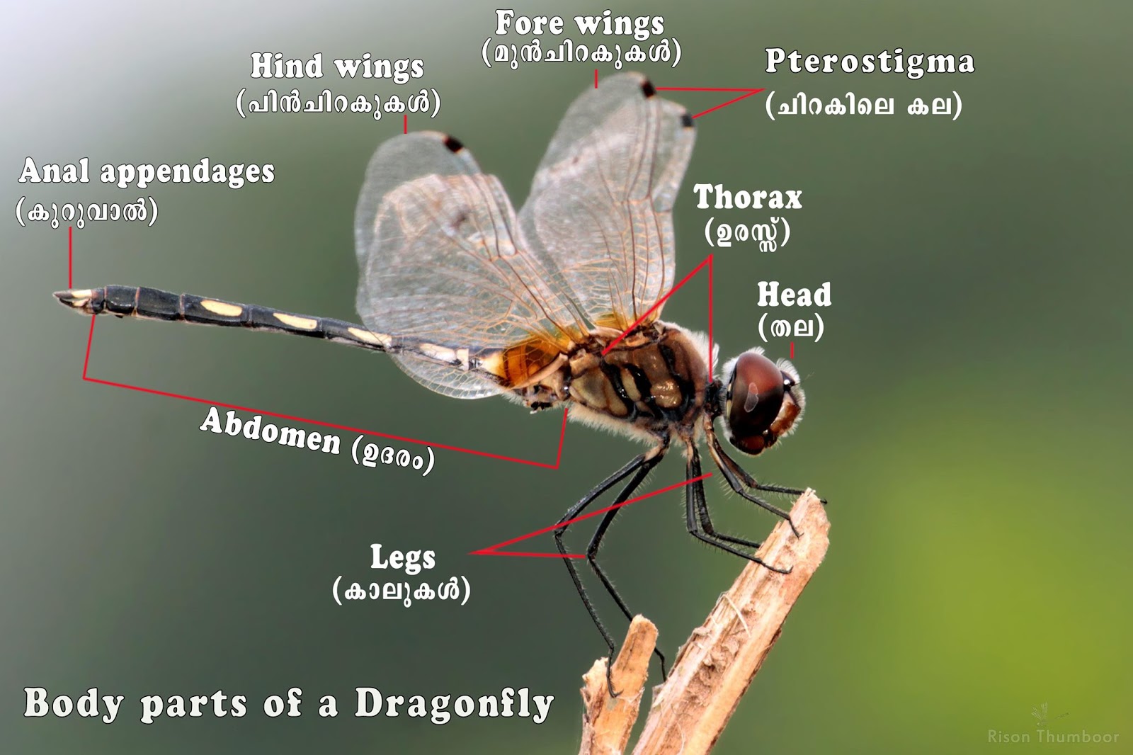 Dragonflies and Damselflies Of Kerala: Anatomy of odonata