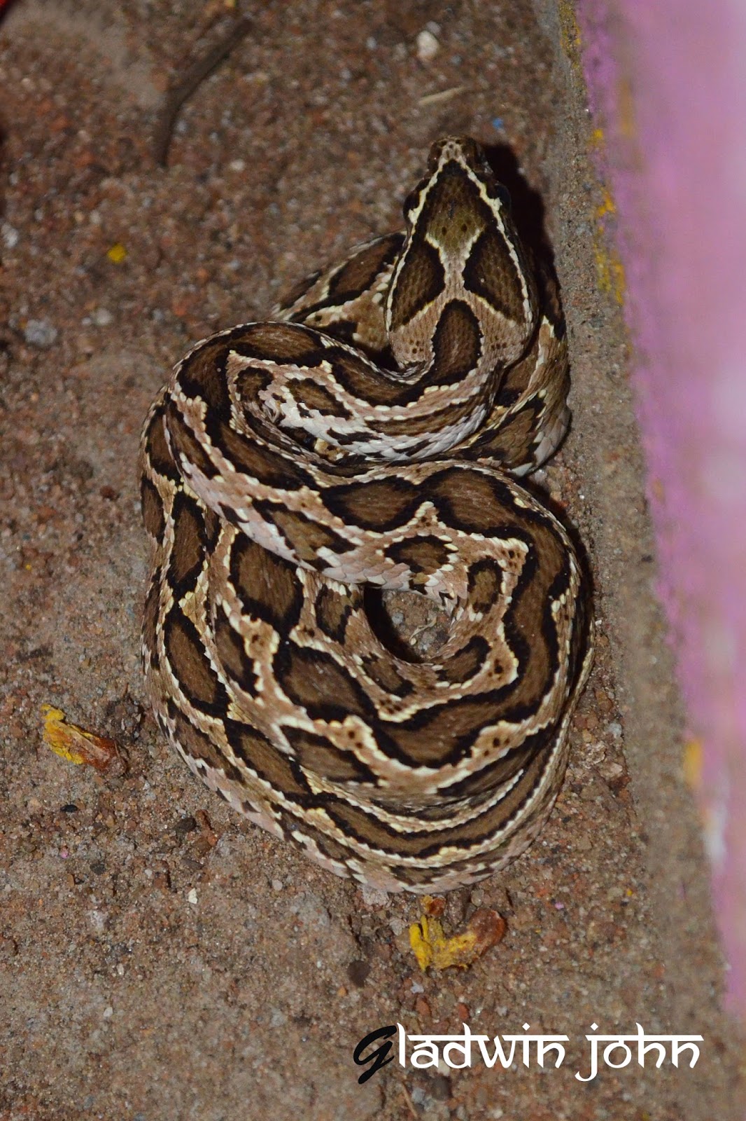 Biodiversity of Bharathidasan University: Big four snakes of India can ...