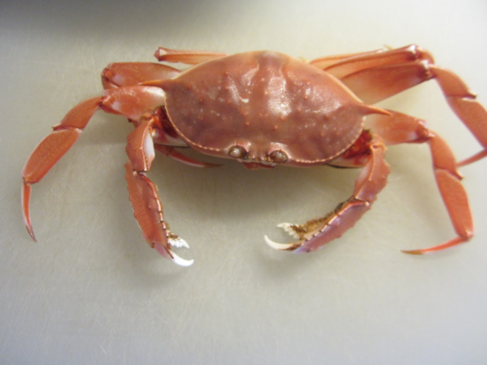 The Backyard Gourmand - San Diego: Racer Crabs - The First Taste