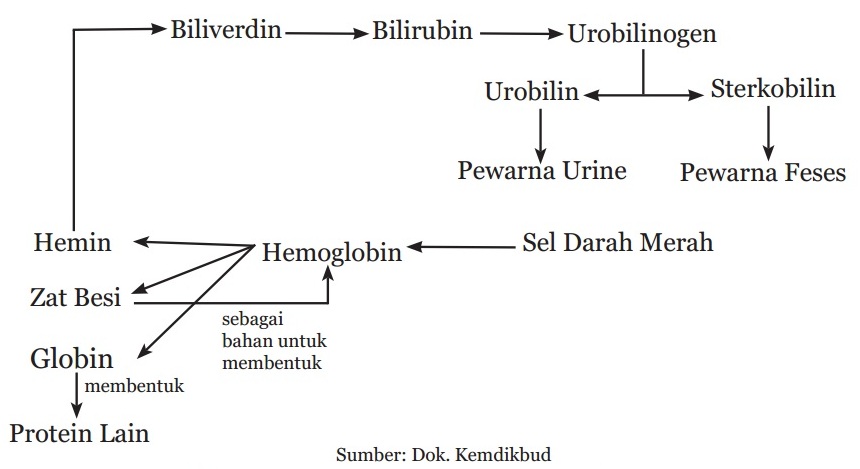 Hati sebagai Organ Ekskresi ~ IPA SMP/MTs
