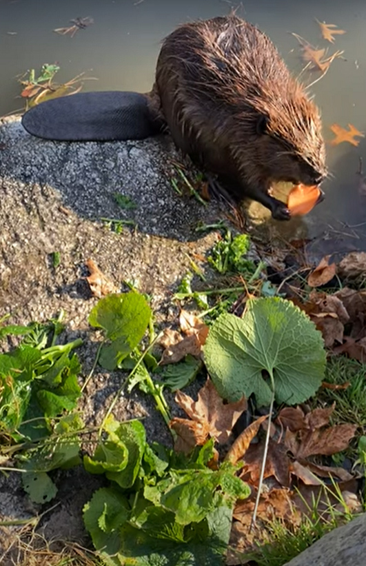 Castor bebé construye presas con artículos domésticos - Mundo Feliz