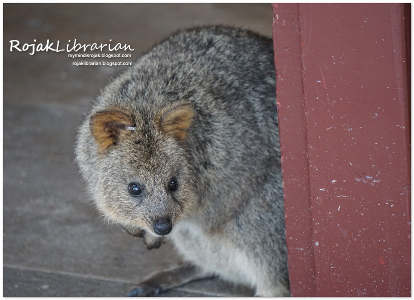 Birds and mammals of Perth (Nature Travel blog)