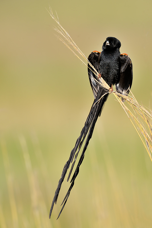 Eric Landsberg Wildlife Photography: Long-tailed Widowbird