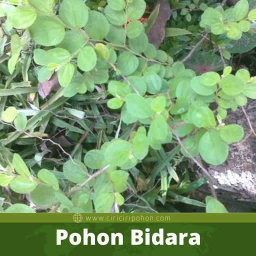 Mari Mengenal Berbagai Jenis Bibit Pohon Bidara - Ciriciripohon.com