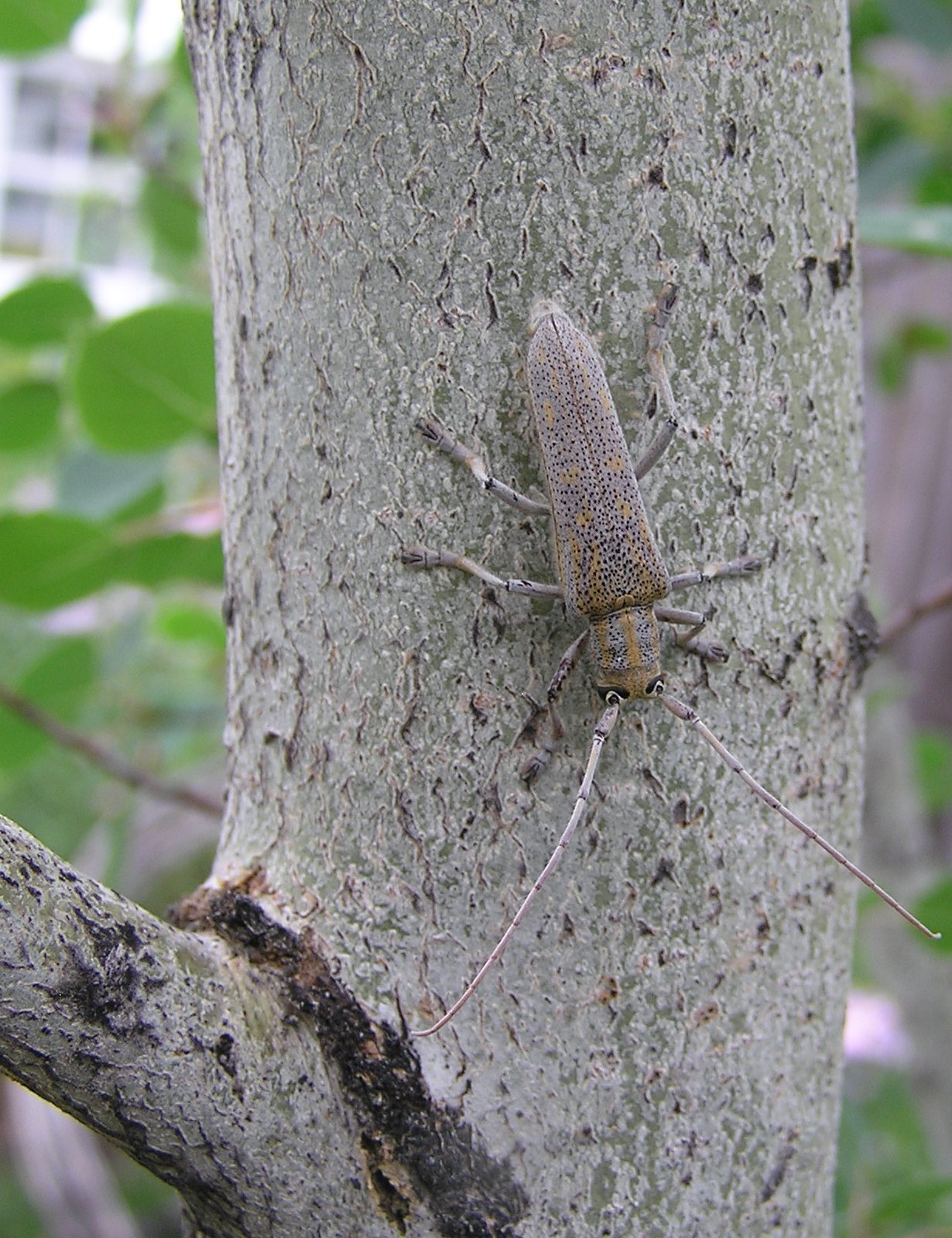 Montana Wildlife Gardener: Essentials for your pollinator garden: sap ...