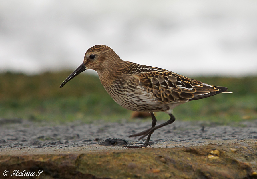 Helma's natuurfoto's: Bonte strandlopers.........