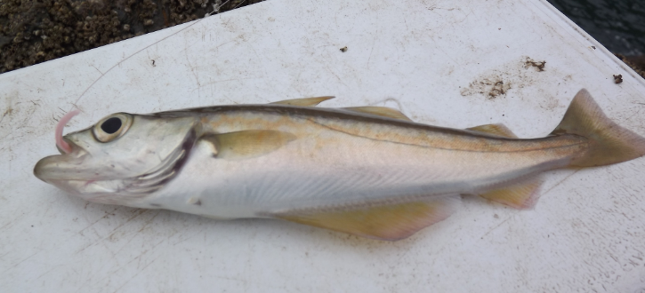 Mission Impossible : To catch 100 species of saltwater fish from ...