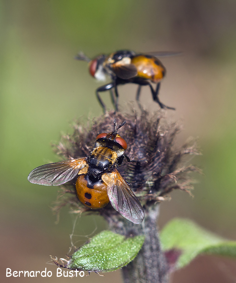 RÍA DE LA VILLA: Moscas copulando