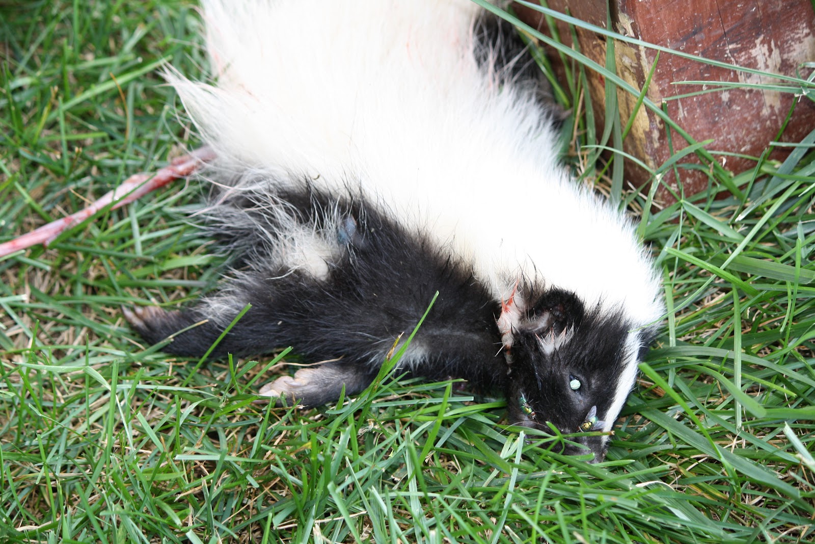 Bolling With 5: "As welcome as a skunk at a lawn party!"