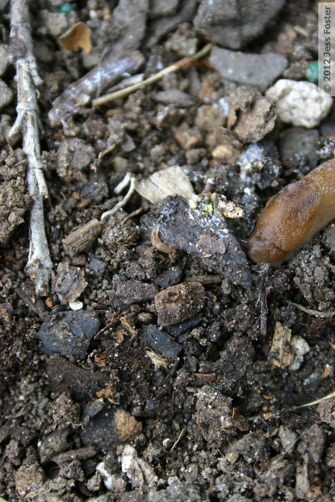 Sluggin' Along: More Baby Slugs - Part 1