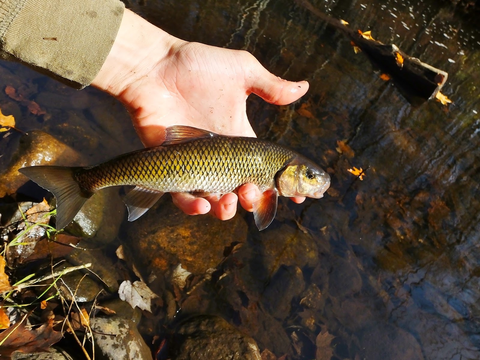 Connecticut Fly Angler: Looking for a Big Fallfish