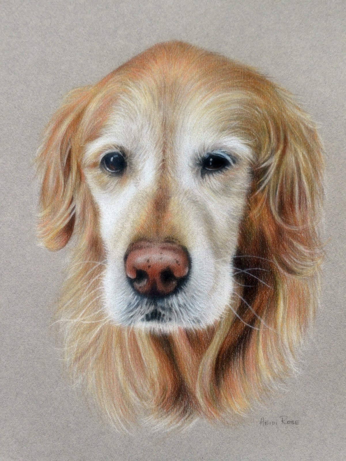 Colour Pencil Dog Drawing - pencildrawing2019