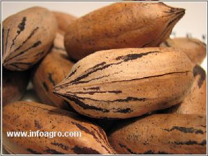 LA PECANA: "La Pecana"