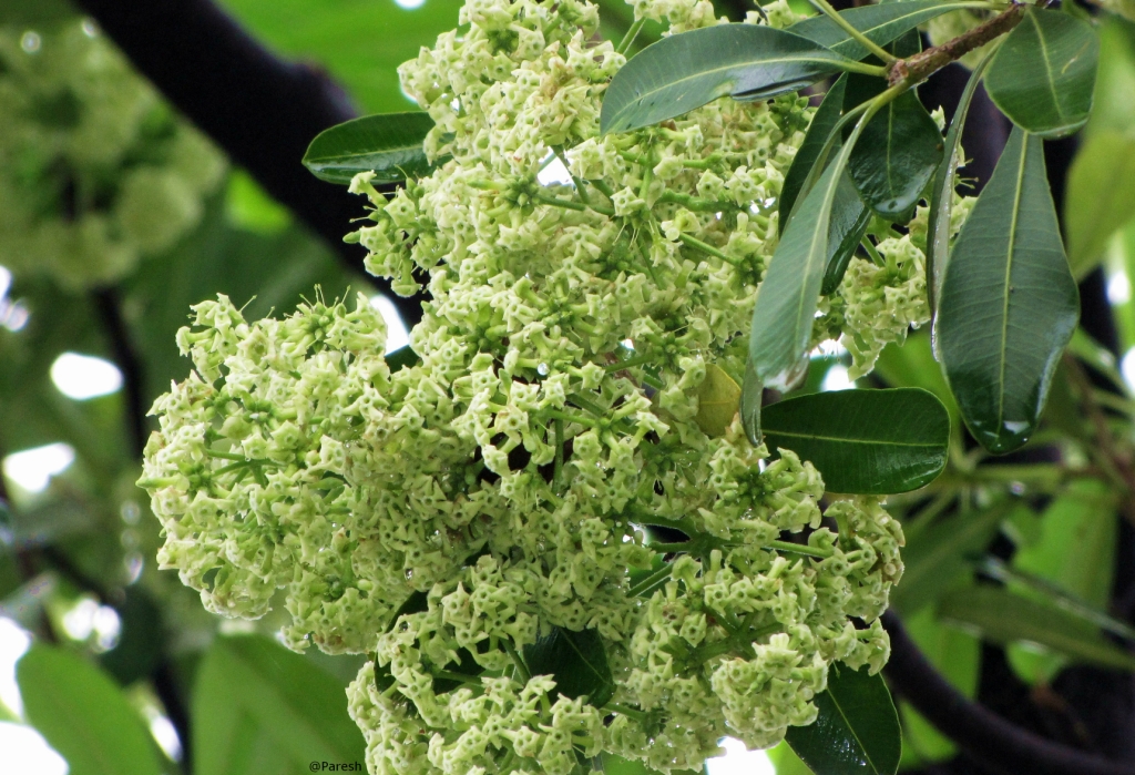 Gifting Trees...: The Scholar Tree