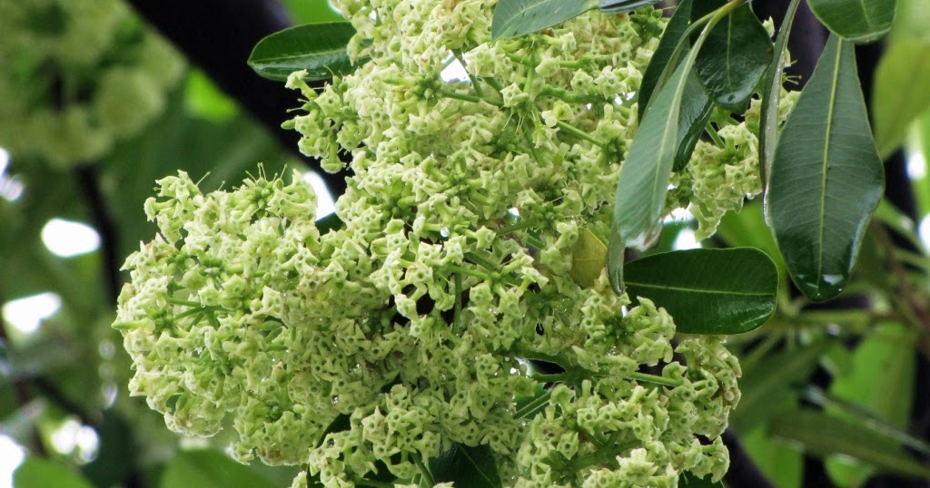 Gifting Trees...: The Scholar Tree