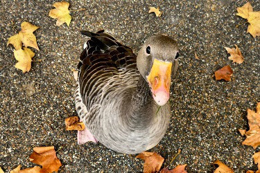 Você tem medo de quê? - Guia da Curiosidade