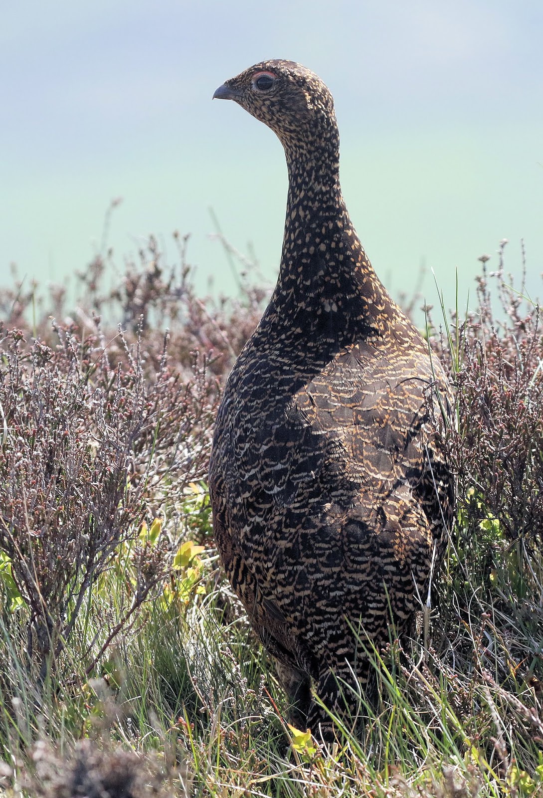 Birding with Flowers: Lockdown [Easing] Moorland Birds from a Car